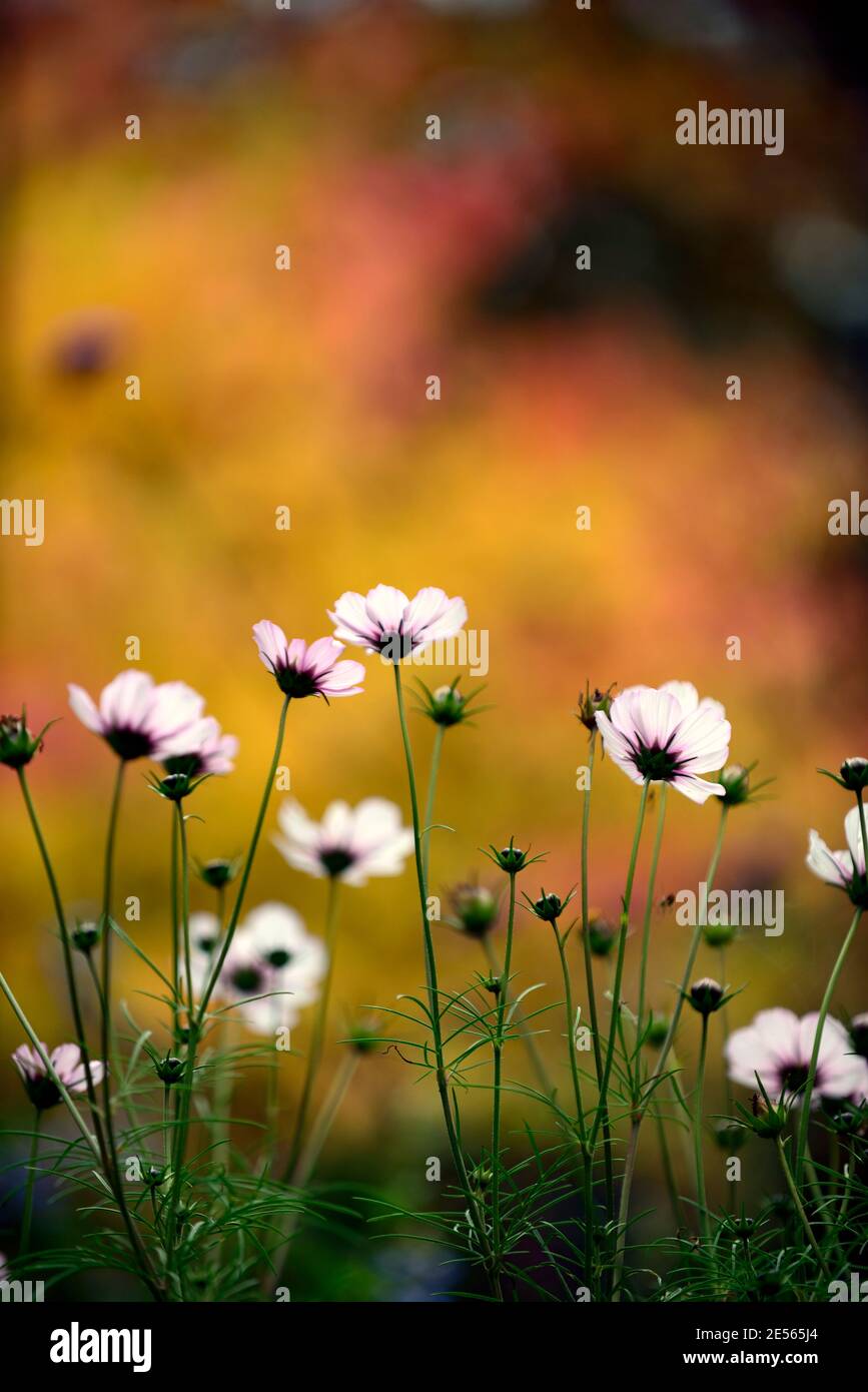 Ora background hi-res stock photography and images - Alamy
