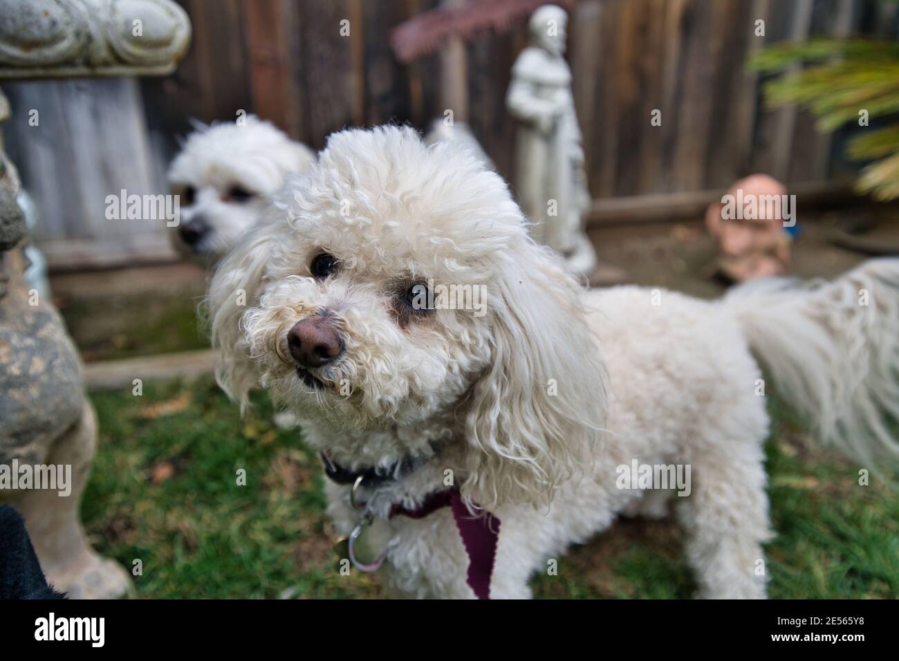 Closeup of two adorable white miniature poodles playing in a garden ...