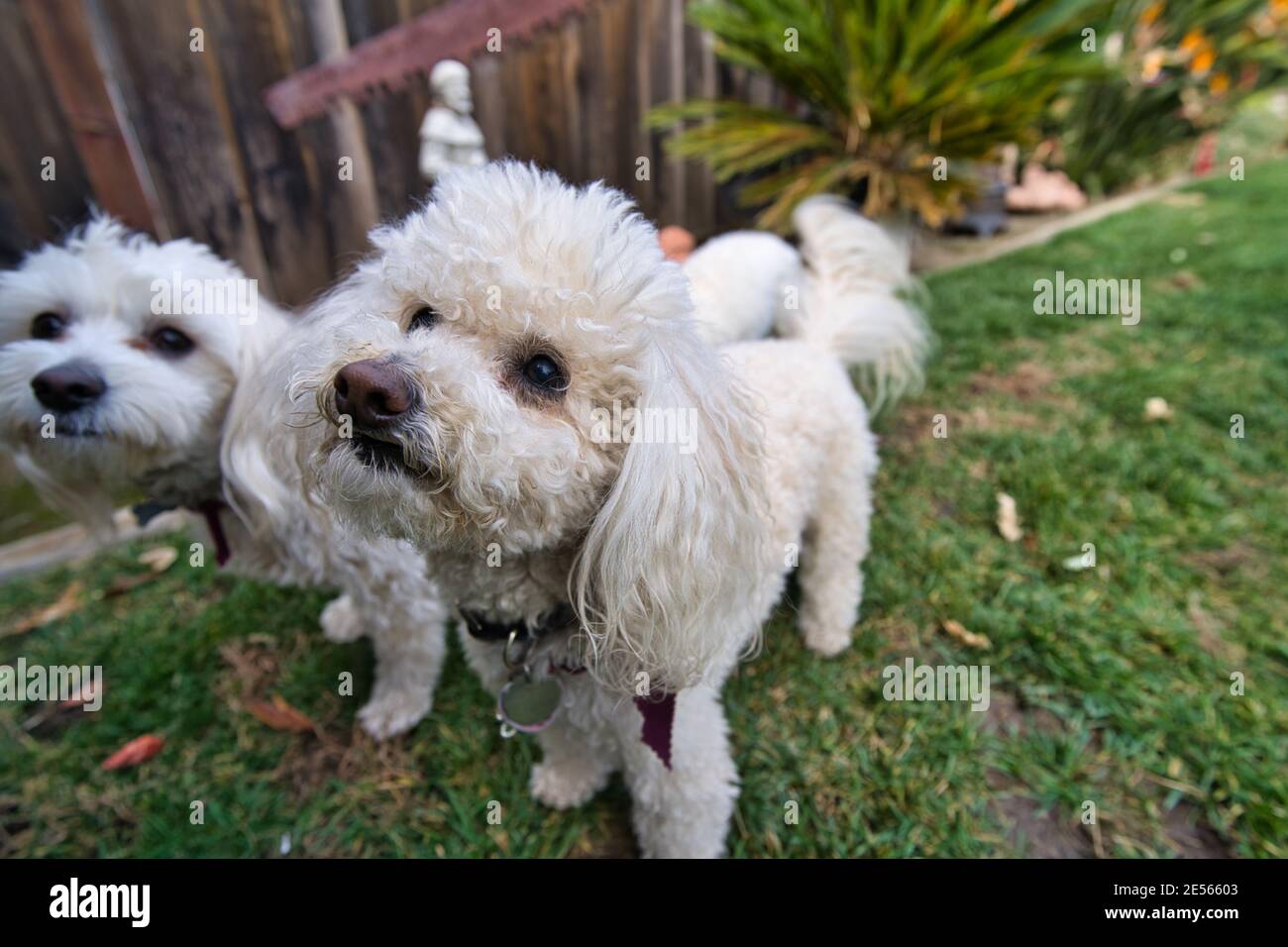 White miniature poodles hi-res stock photography and images - Alamy