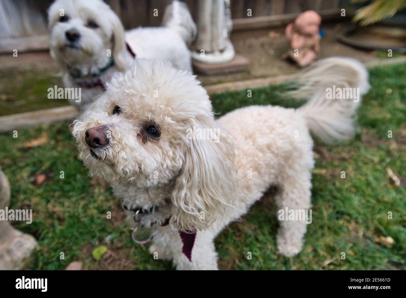 White miniature poodles hi-res stock photography and images - Alamy