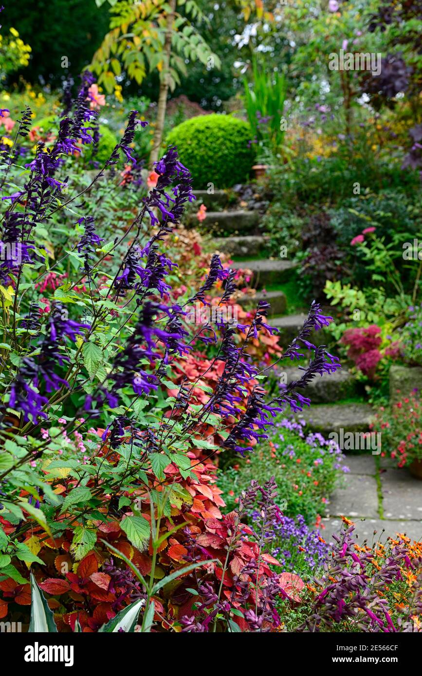 salvia amistad,Coleus Campfire,Solenostemon scutellarioides Campfire ...