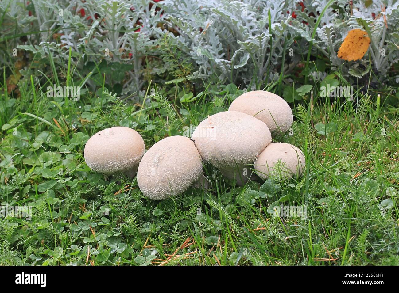 Lycoperdon utriforme, also called Calvatia caelata and Handkea ...