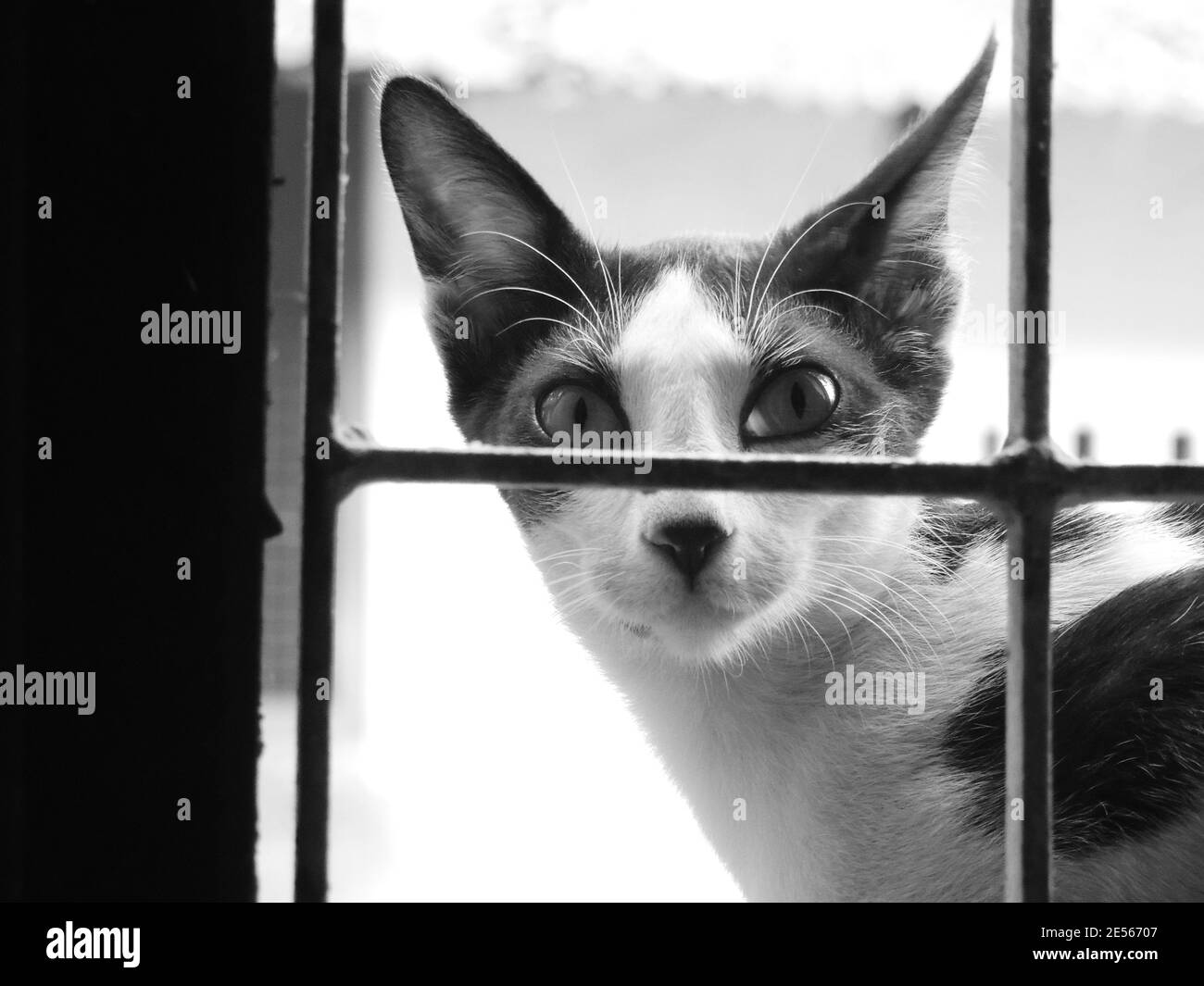 Confused cats hi-res stock photography and images - Alamy