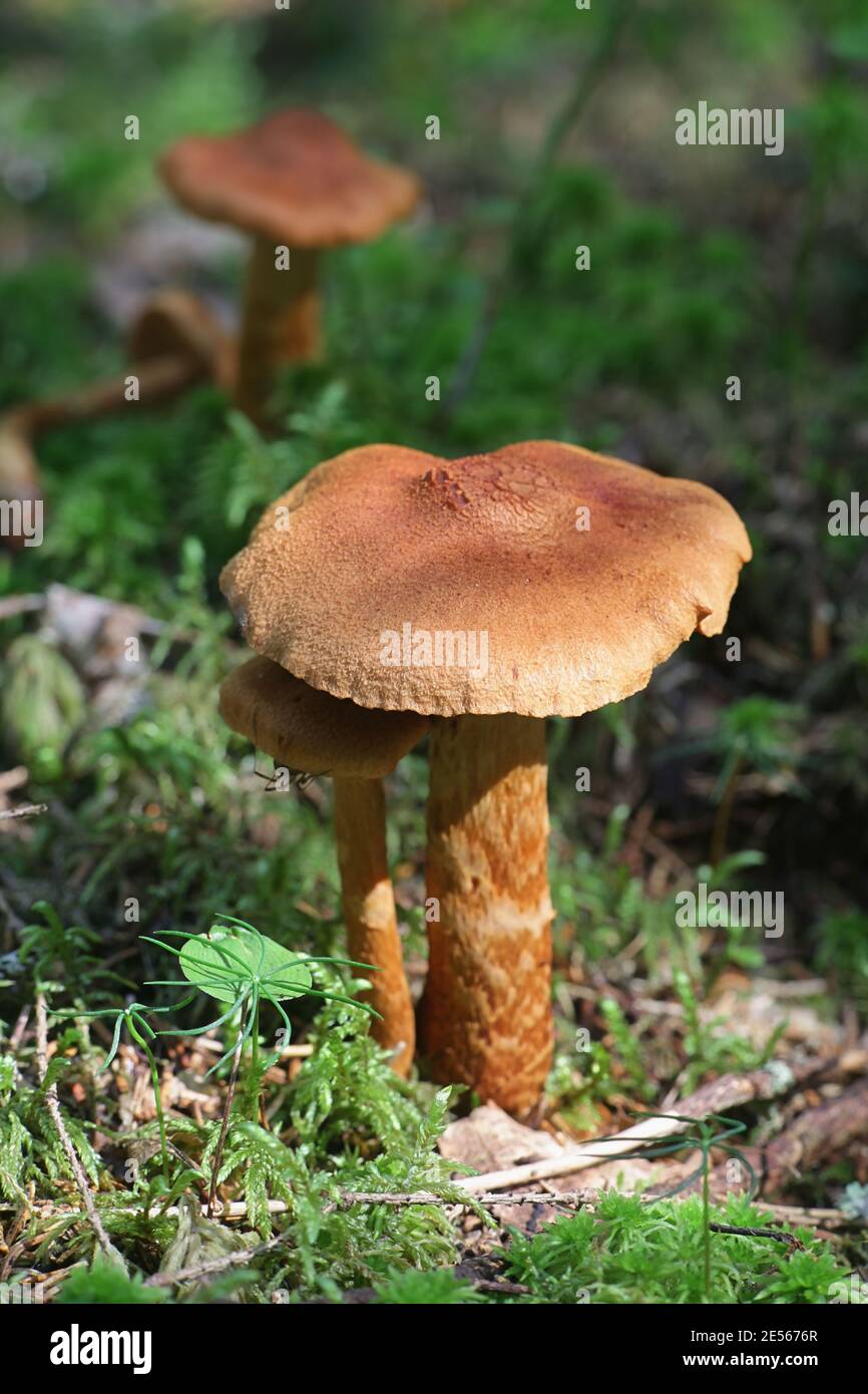 Cortinarius rubellus, known as the deadly webcap, wild poisonous ...