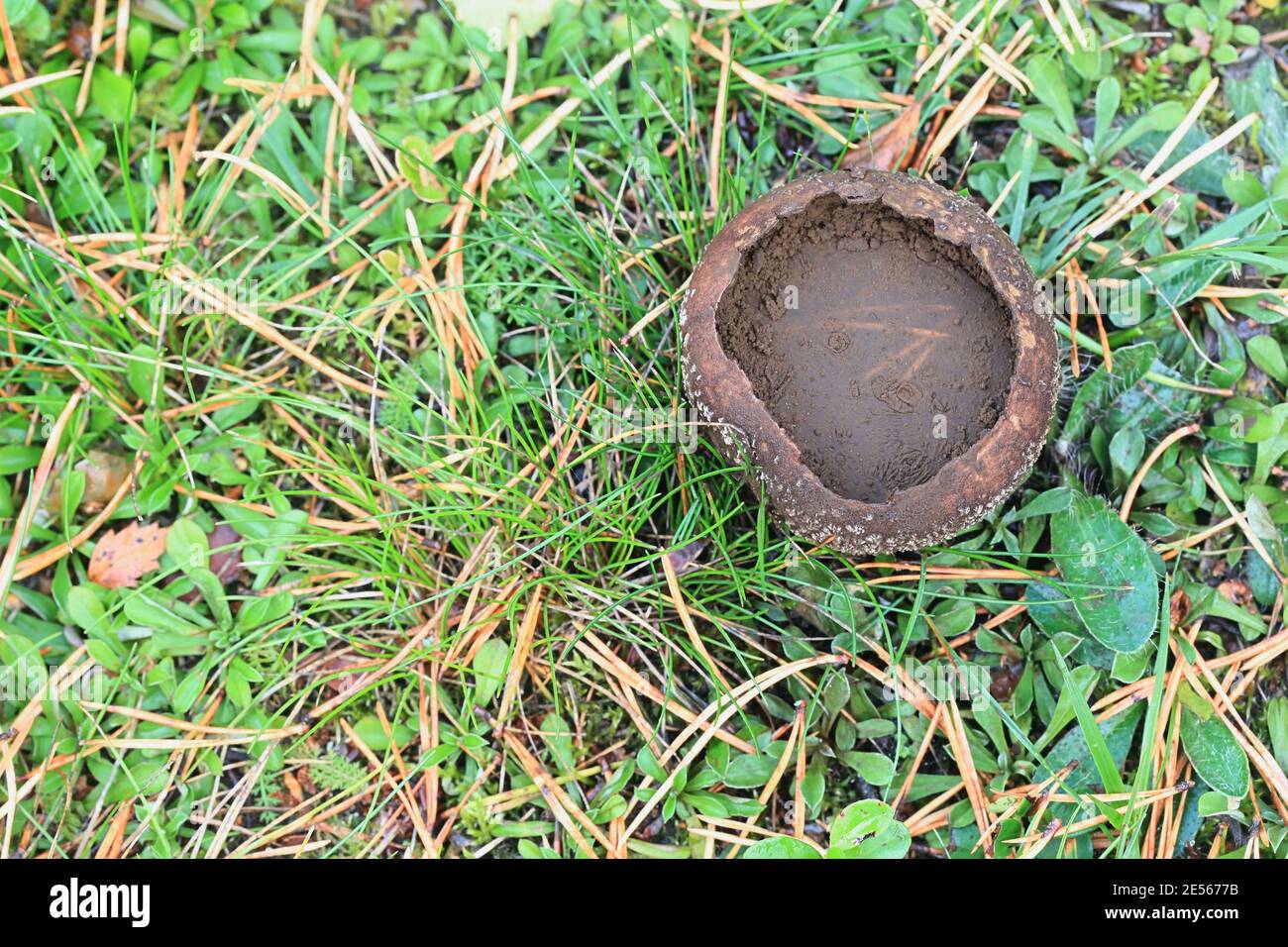 Handkea utriformis hi-res stock photography and images - Alamy