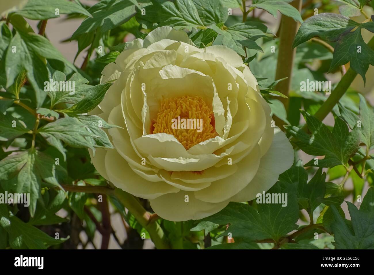 Luoyang peonies and flowers hi-res stock photography and images - Alamy