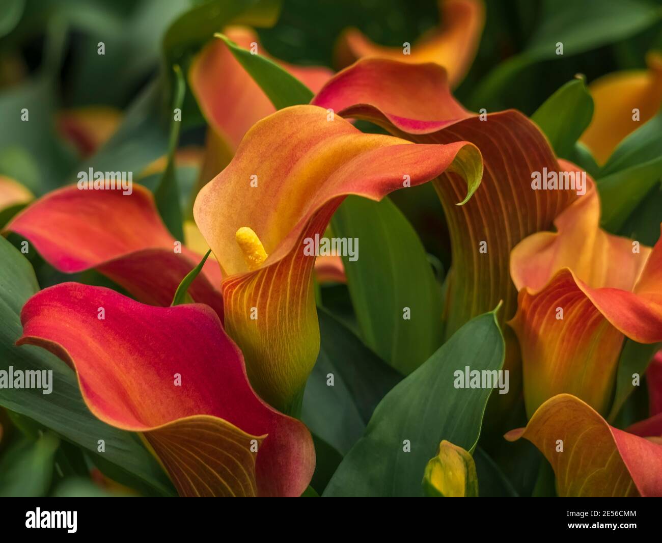 Big red-orange flowers of Zantedeschia Quatar, arum lily, calla lily ...
