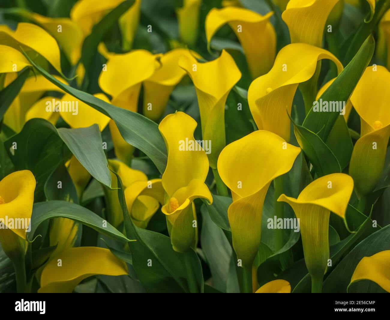 Yellow vibrant flowers of Zantedeschia Sunclub, arum lily, calla lily ...