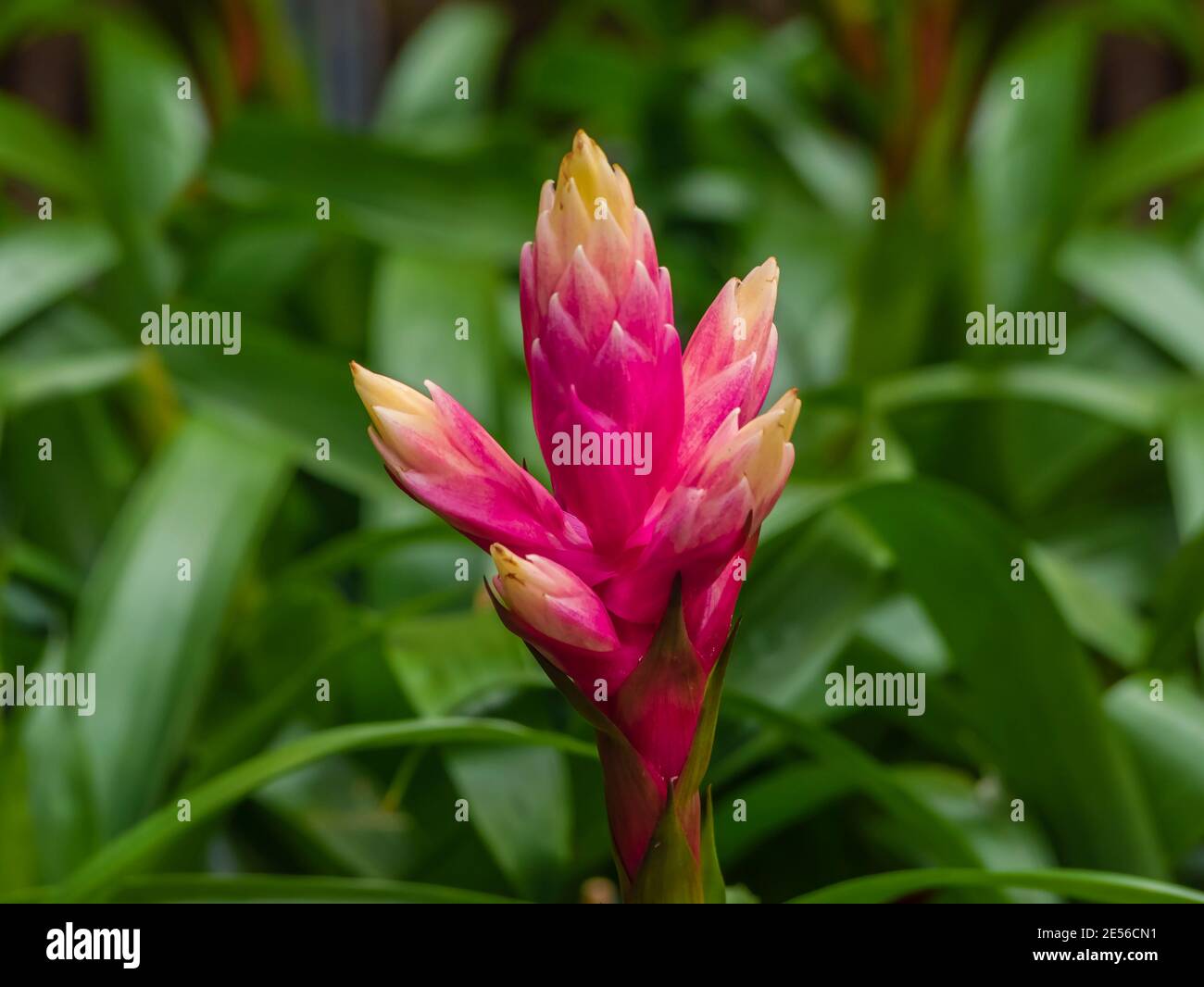 Guzmania Candy, exotic flower for arrangements, garden. Nature ...