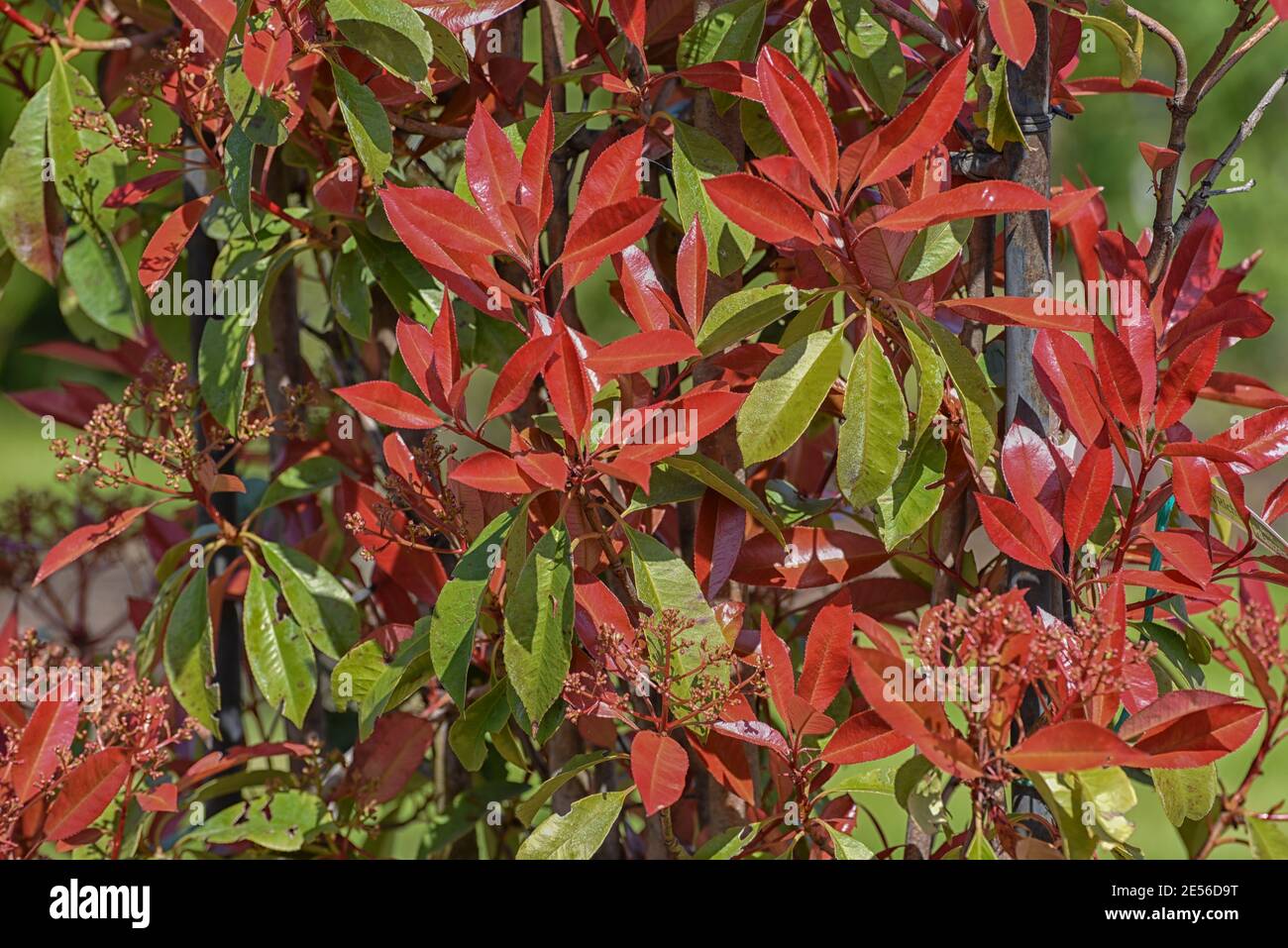 Fraser Photinia, Photinia x fraseri. Evergreen shrub with rich red ...
