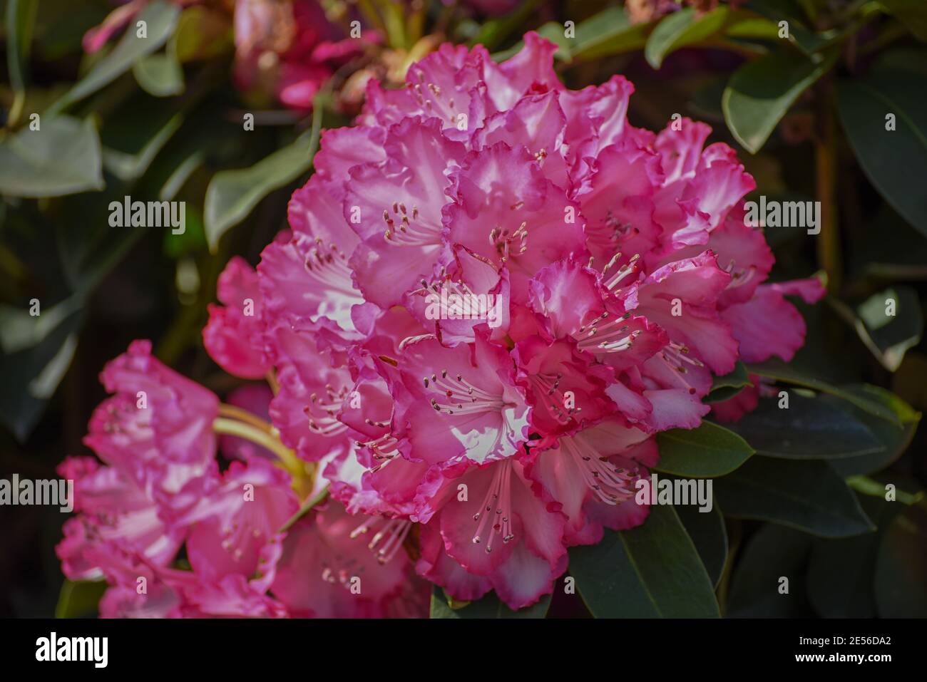 Azalea close up hi-res stock photography and images - Alamy
