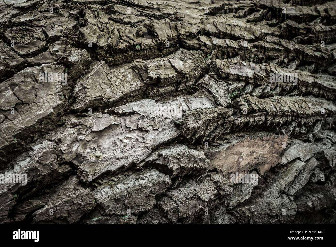 detail of rough bark structure Stock Photo - Alamy