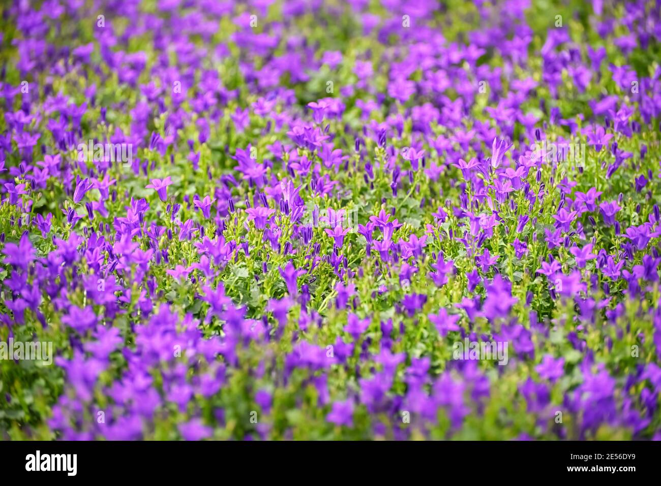 Campanula, bellflower. Flowers for the garden, parks, landscape design ...