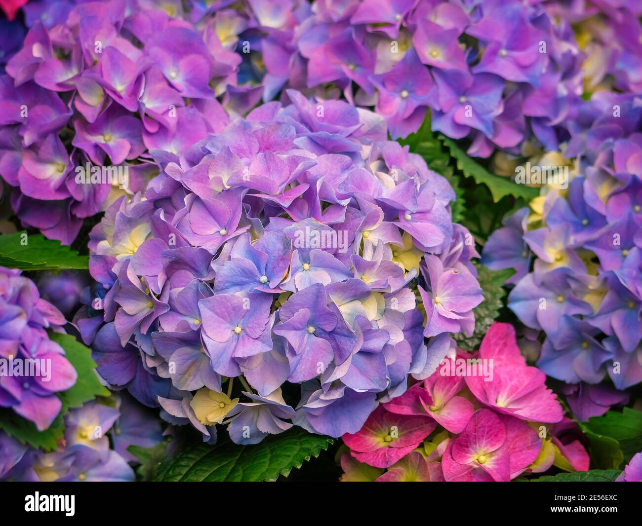 Hortensia, Hydrangea macrophylla, bigleaf hydrangea, French, lacecap, mophead hydrangea. Flowers ...