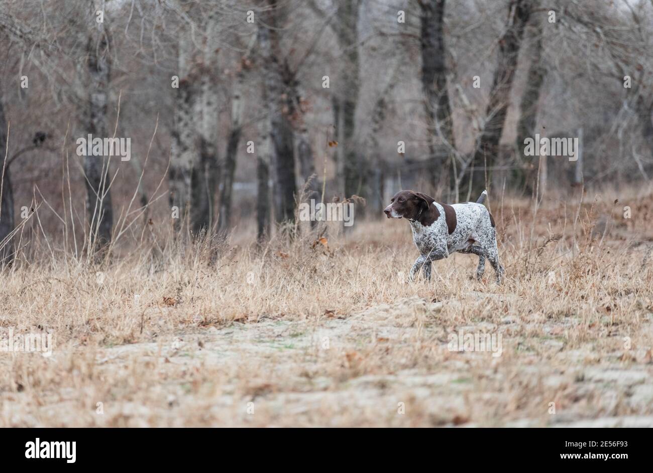 German Kurzhaar, great hunting dog and loyal friend. Kurzhaar. Hunting ...