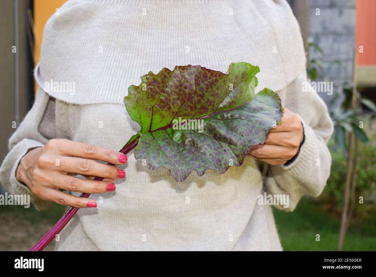 Female holding big beetroot leaf in hand. Plucked and hel beet root ...