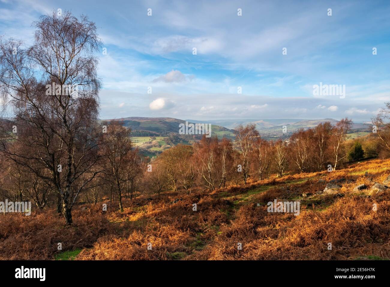 Landscape view with Silver Birch trees and bracken in the foreground ...