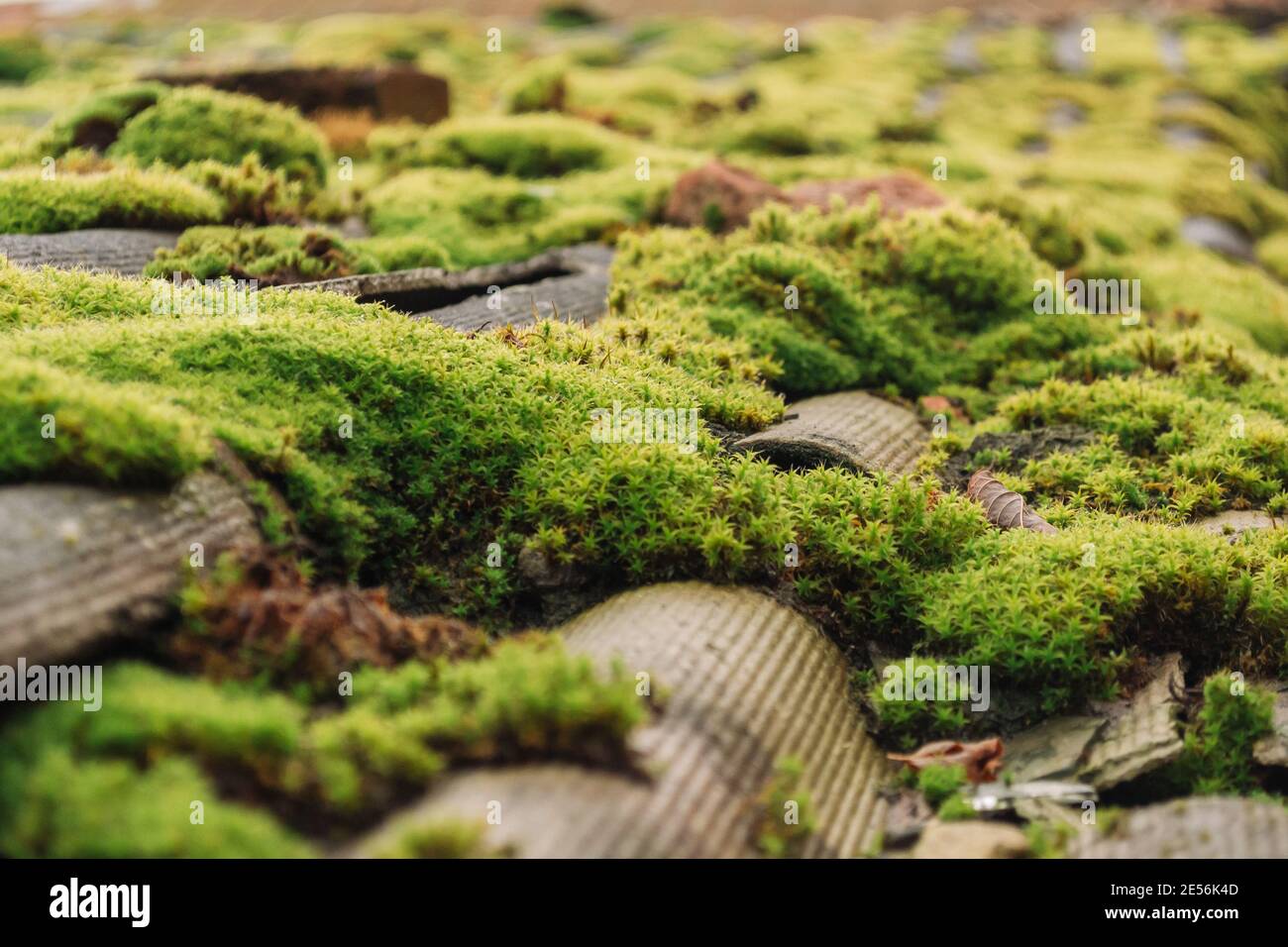 tiled roof covered with moss. The stone is covered with beautiful moss ...