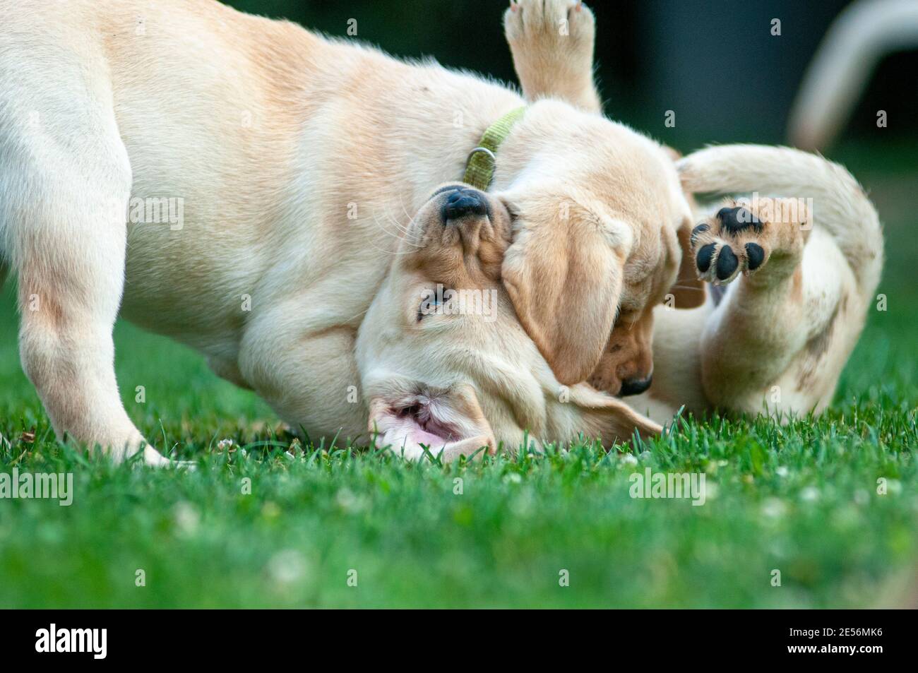 Golden retriever labrador dogs playing hi-res stock photography and ...