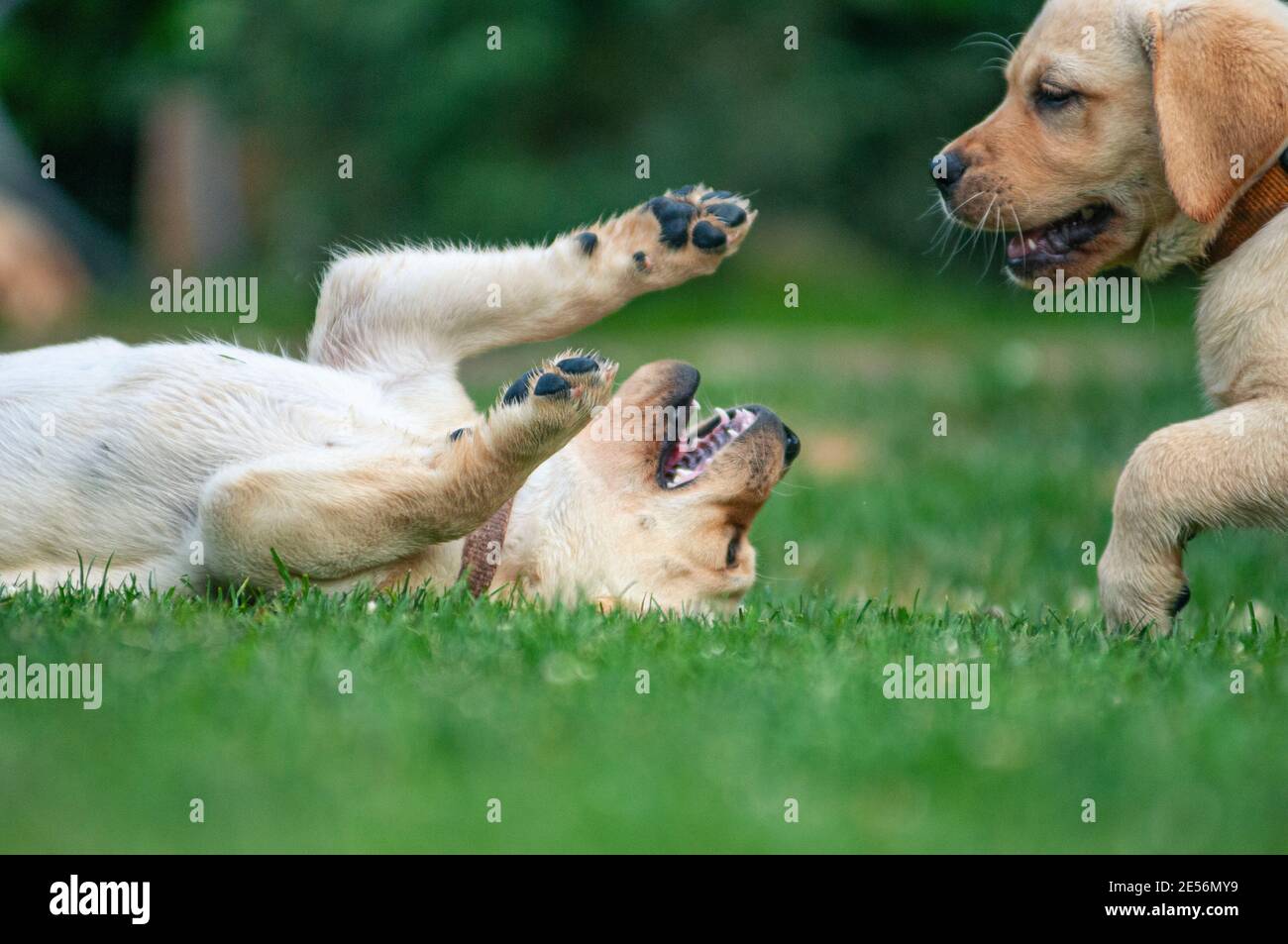 Dogs fighting labrador hi-res stock photography and images - Alamy