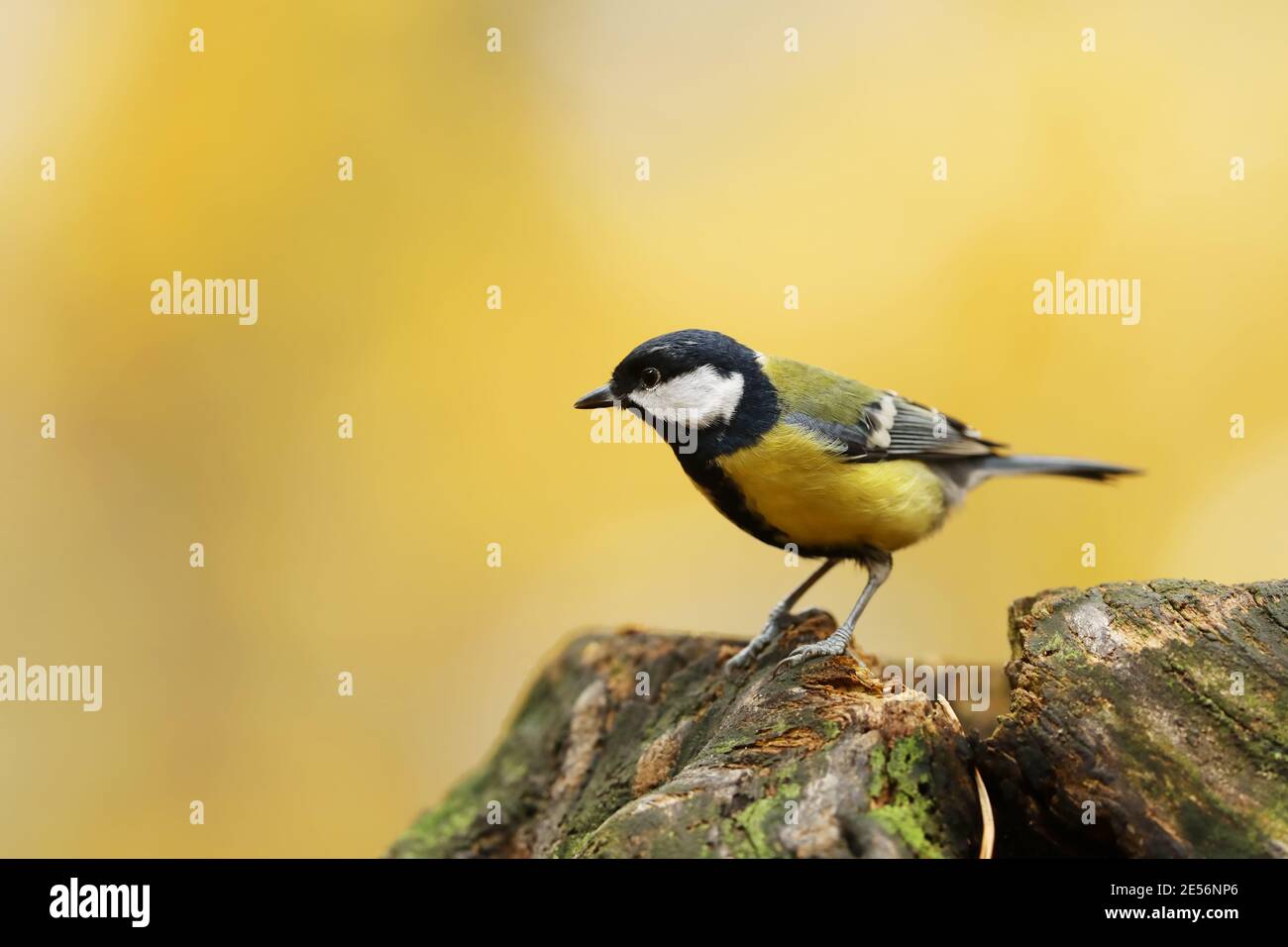 Great tit, Parus major, bird with yellow tummy, white cheeks and black ...