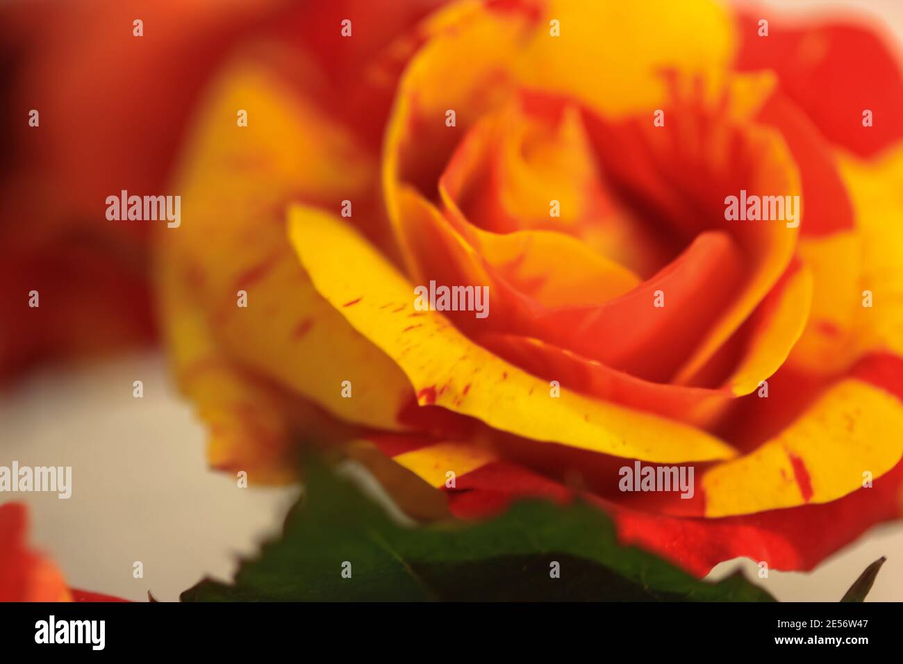 Bicolor red white rose bloom hi-res stock photography and images - Alamy