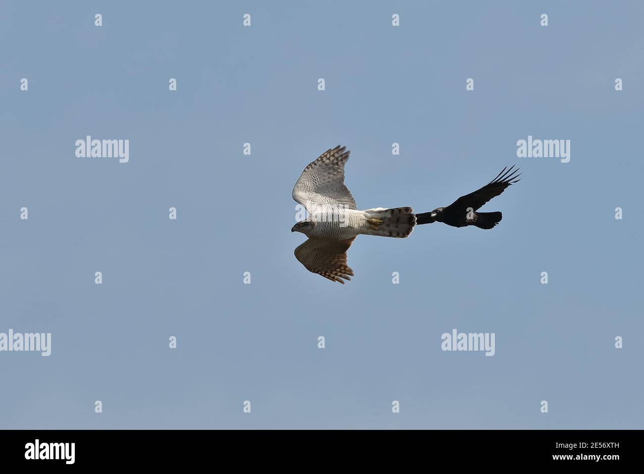 northern goshawk being mobbed by a carrion crow Stock Photo - Alamy