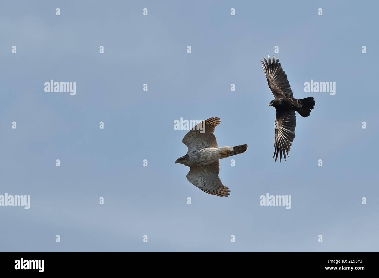 northern goshawk being mobbed by a carrion crow Stock Photo - Alamy