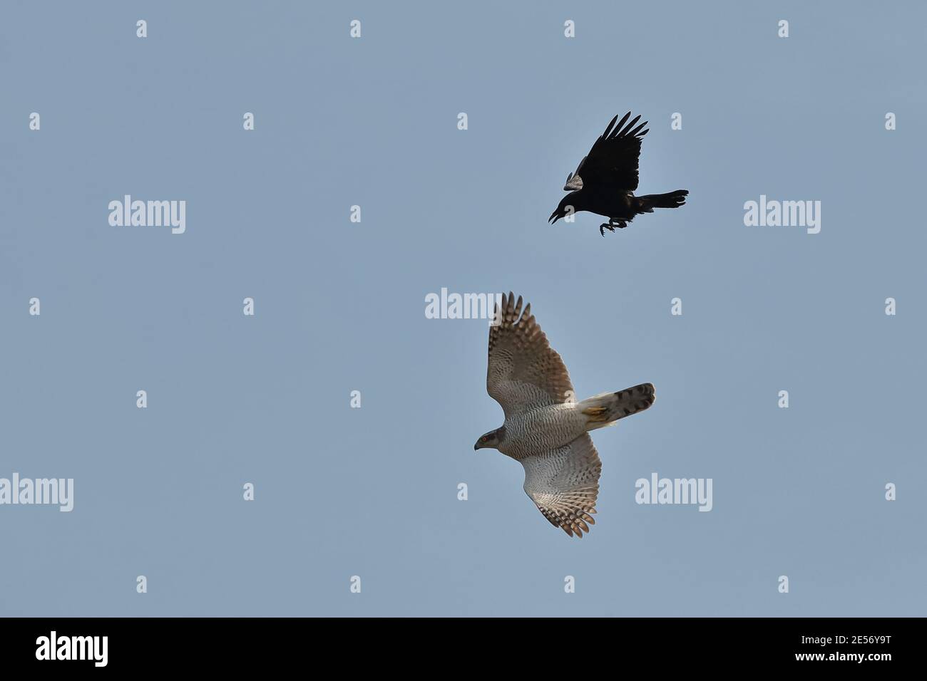 northern goshawk being mobbed by a carrion crow Stock Photo - Alamy