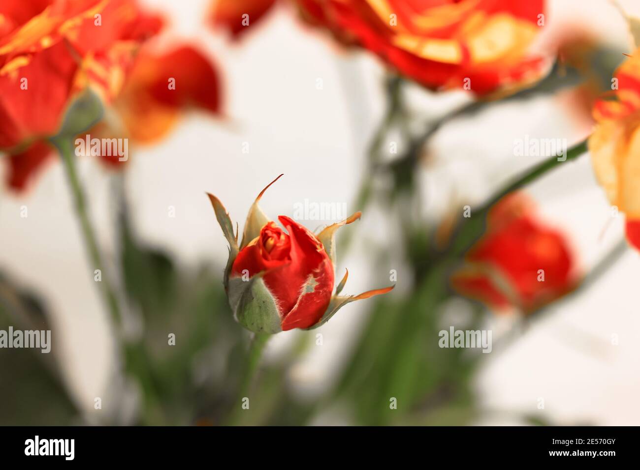 An unopened red rosebud. A bouquet of beautiful small yellow and red ...