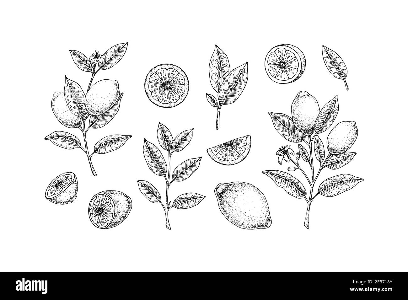 Hand drawn set of lemon design elements. Whole lemon, slice, branch ...