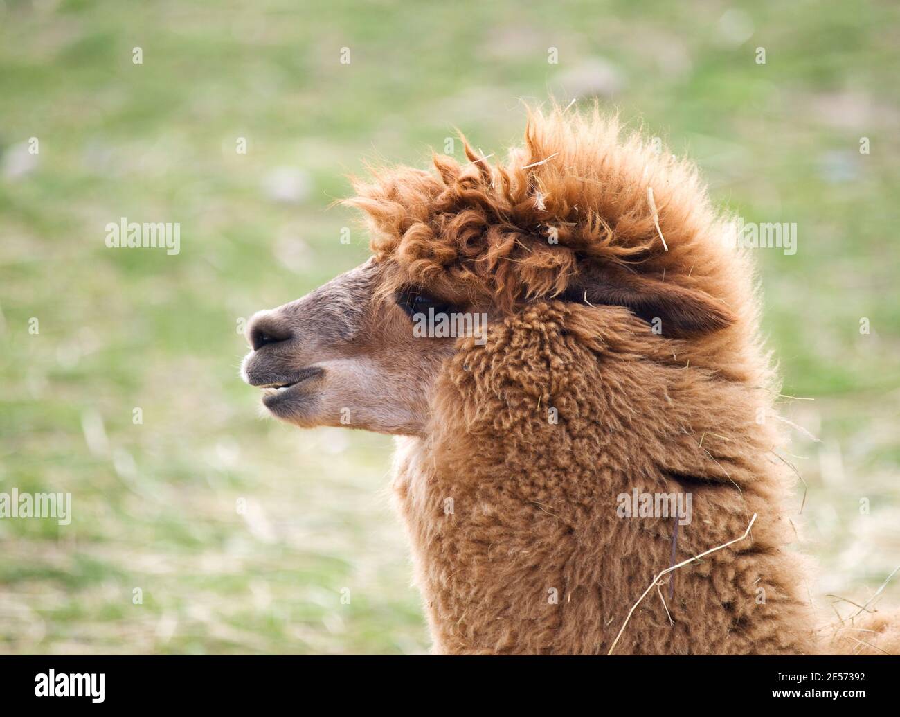 Llama lama glama domesticated hi-res stock photography and images - Alamy