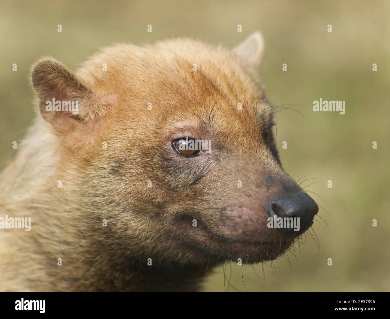 Portrait of rare canis species - bush-dog Stock Photo - Alamy