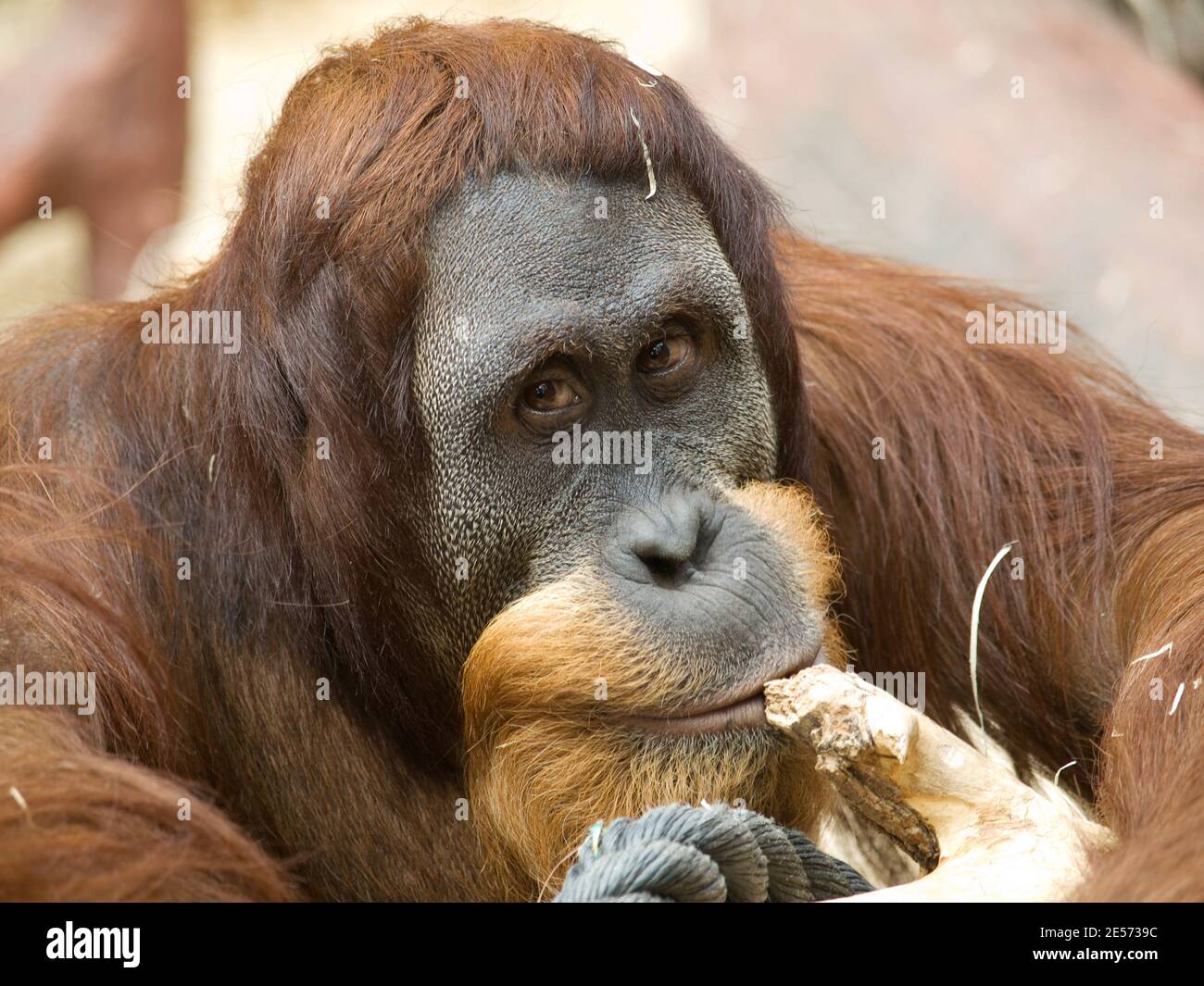 Adult male orangutan face hi-res stock photography and images - Alamy