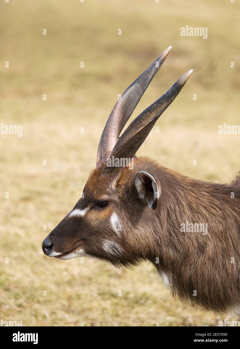 The nile lechwe antelope hi-res stock photography and images - Alamy