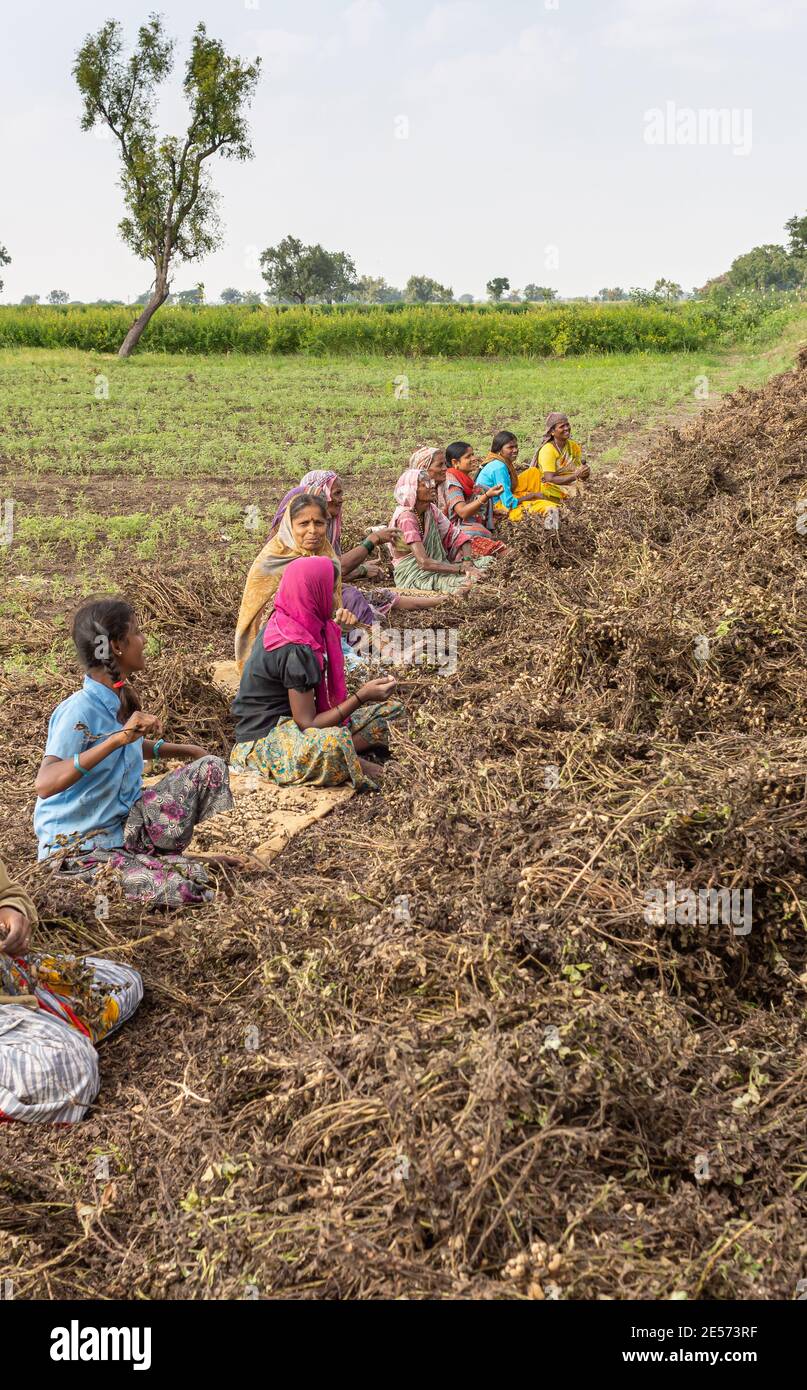 Peanuts plants hi-res stock photography and images - Alamy