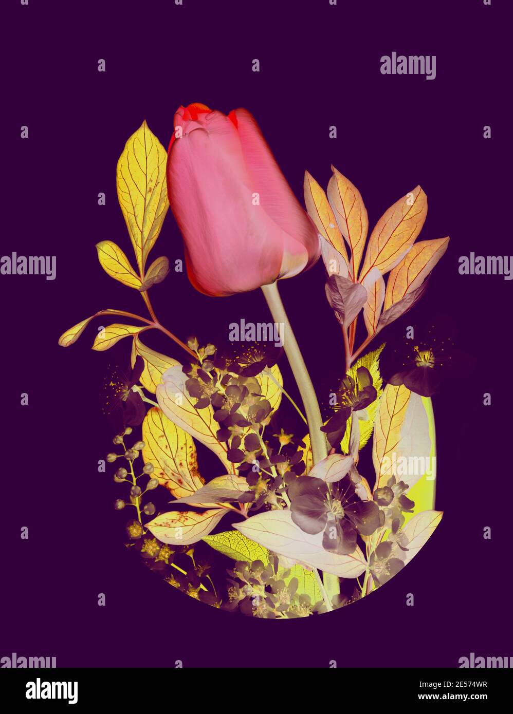 Inverted tulip hi-res stock photography and images - Alamy
