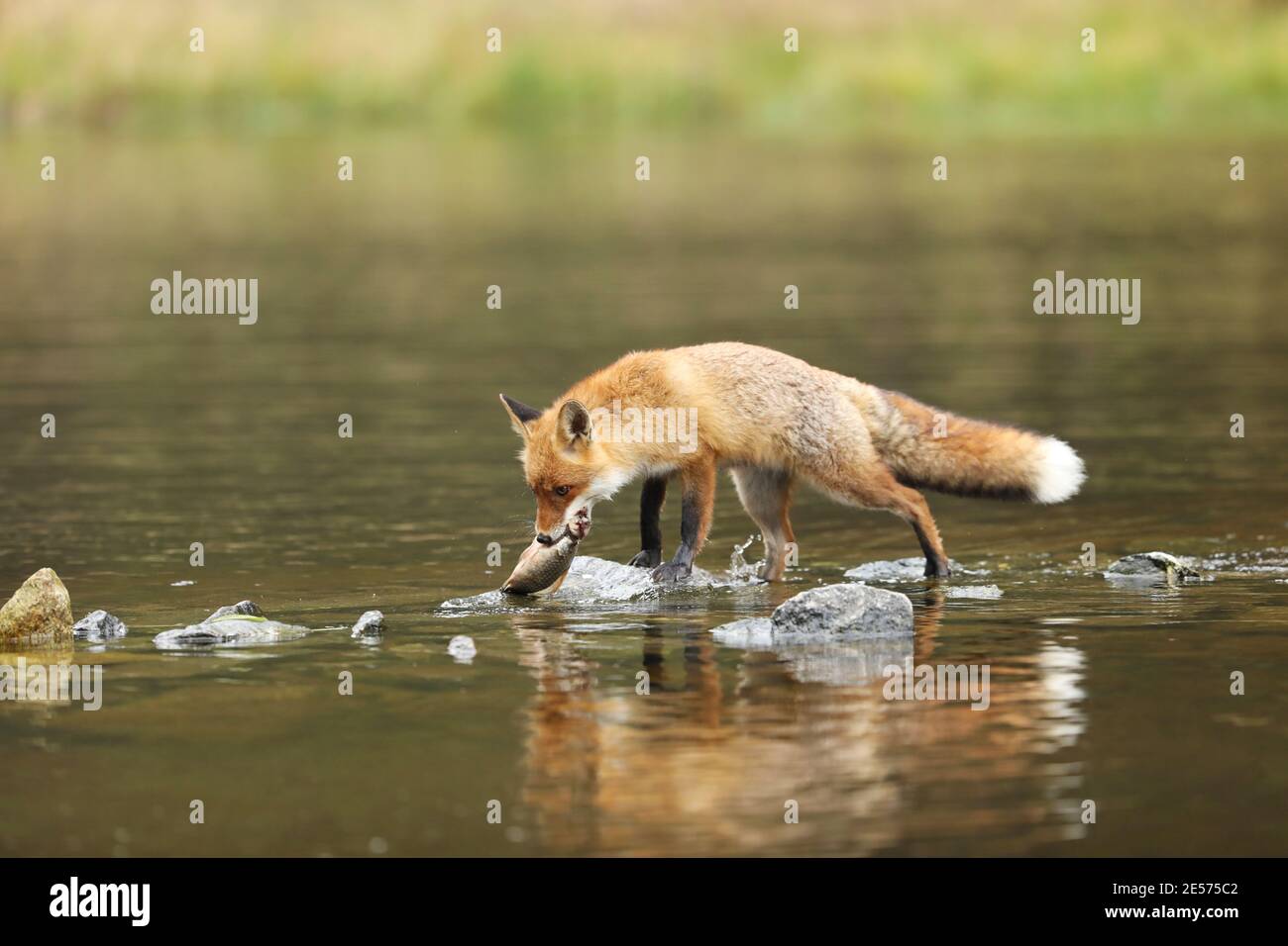 Young rex fox (Vulpes vulpes) male with catch fish prey Stock Photo - Alamy