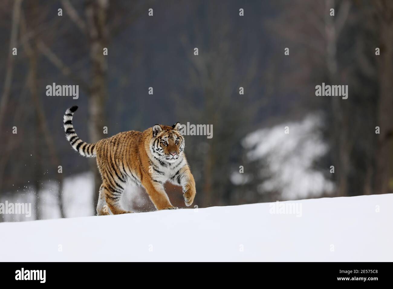 Siberian tiger in wild winter nature birch tree in background. Typical ...