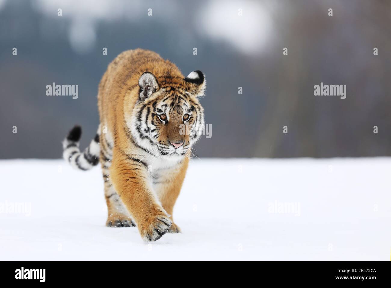 Siberian Tiger walk on snow. Beautiful, dynamic and powerful animal ...