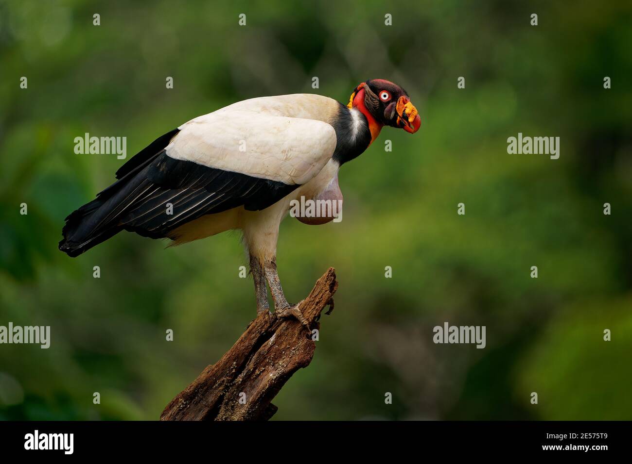 King Vulture - Sarcoramphus papa big bird of prey, New World vulture ...