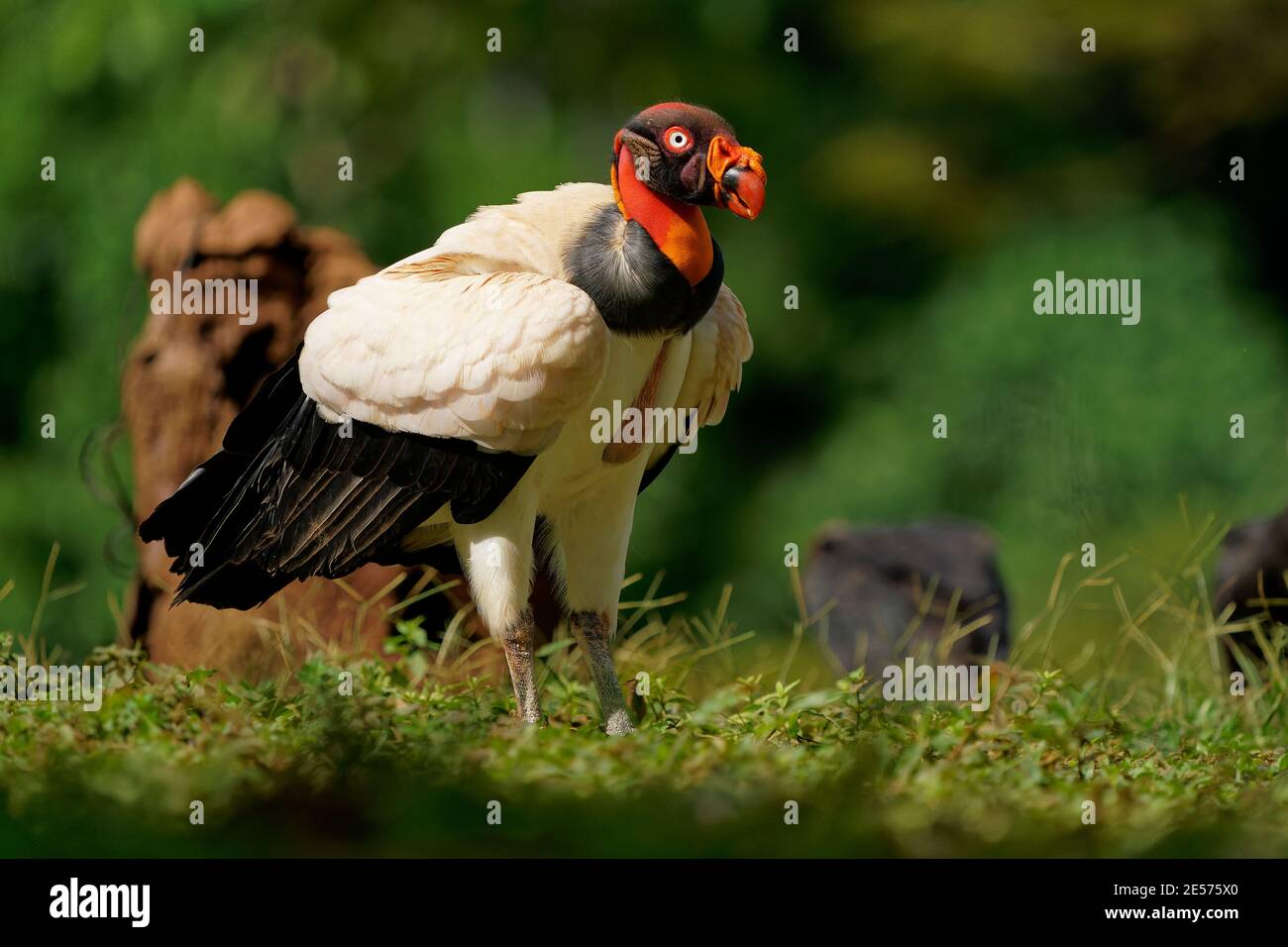 King Vulture - Sarcoramphus papa big bird of prey, New World vulture ...