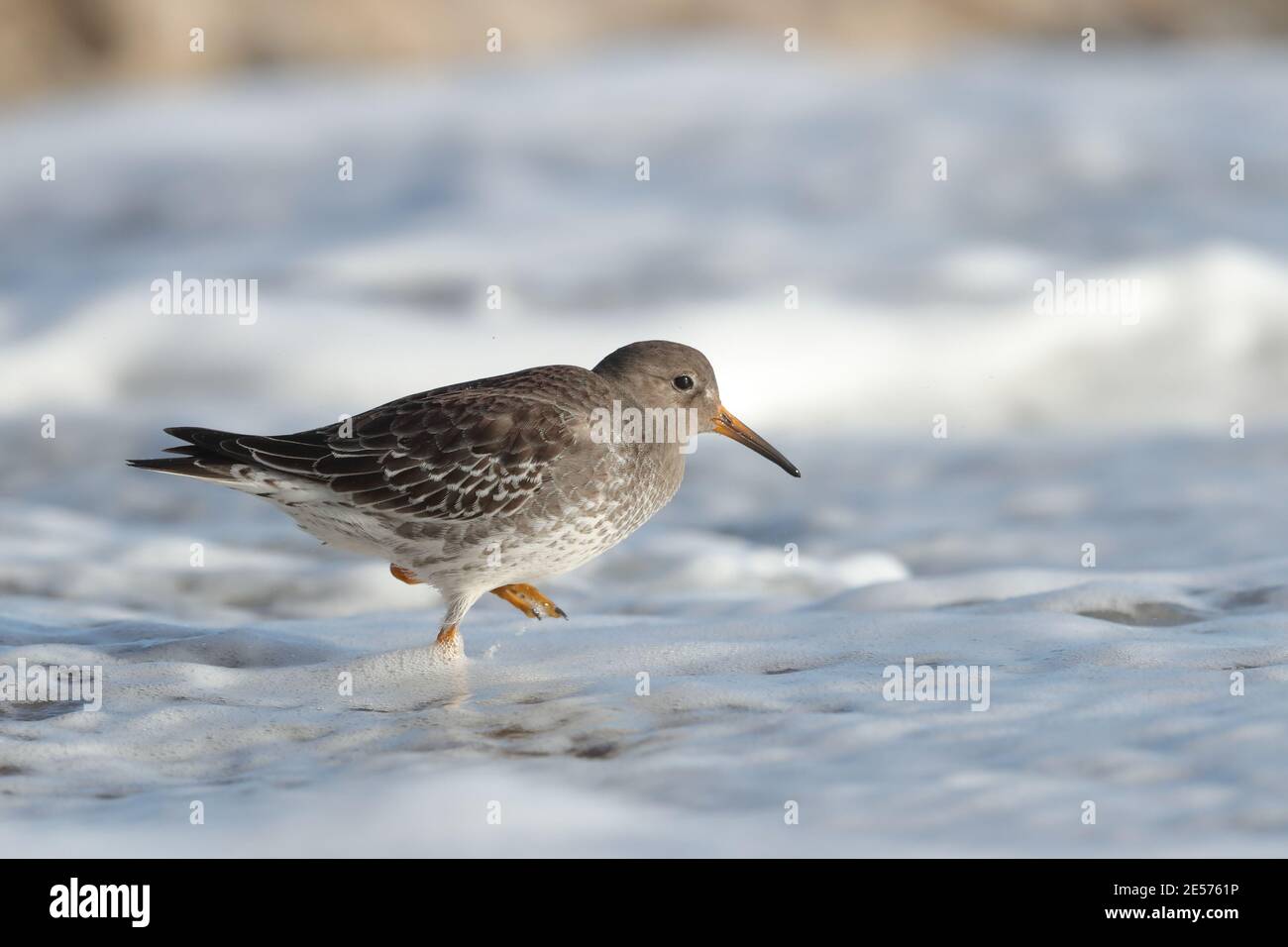 Purple Sandpiper Uk Winter High Resolution Stock Photography and Images ...