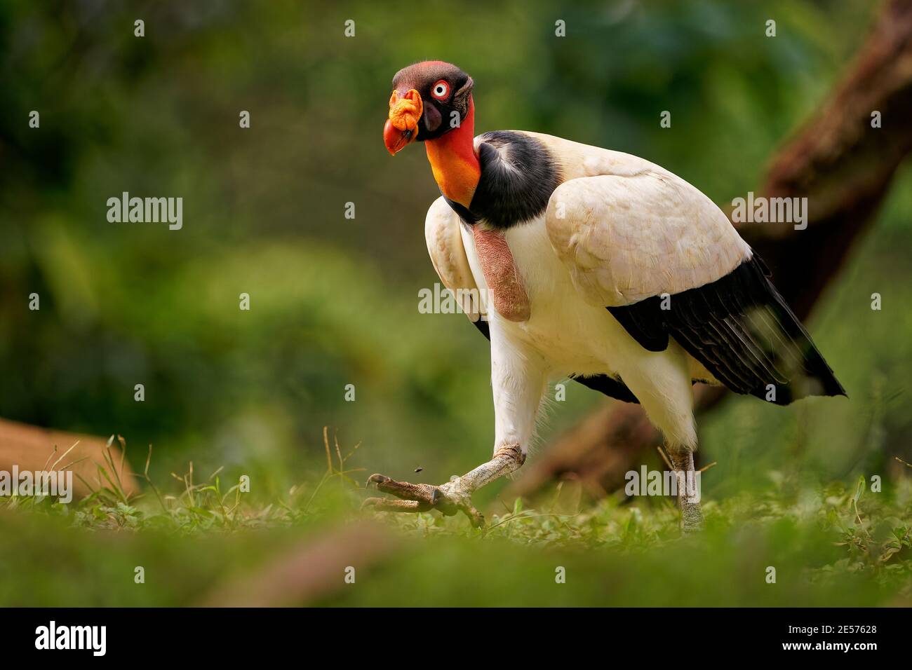 King Vulture - Sarcoramphus papa big bird of prey, New World vulture ...