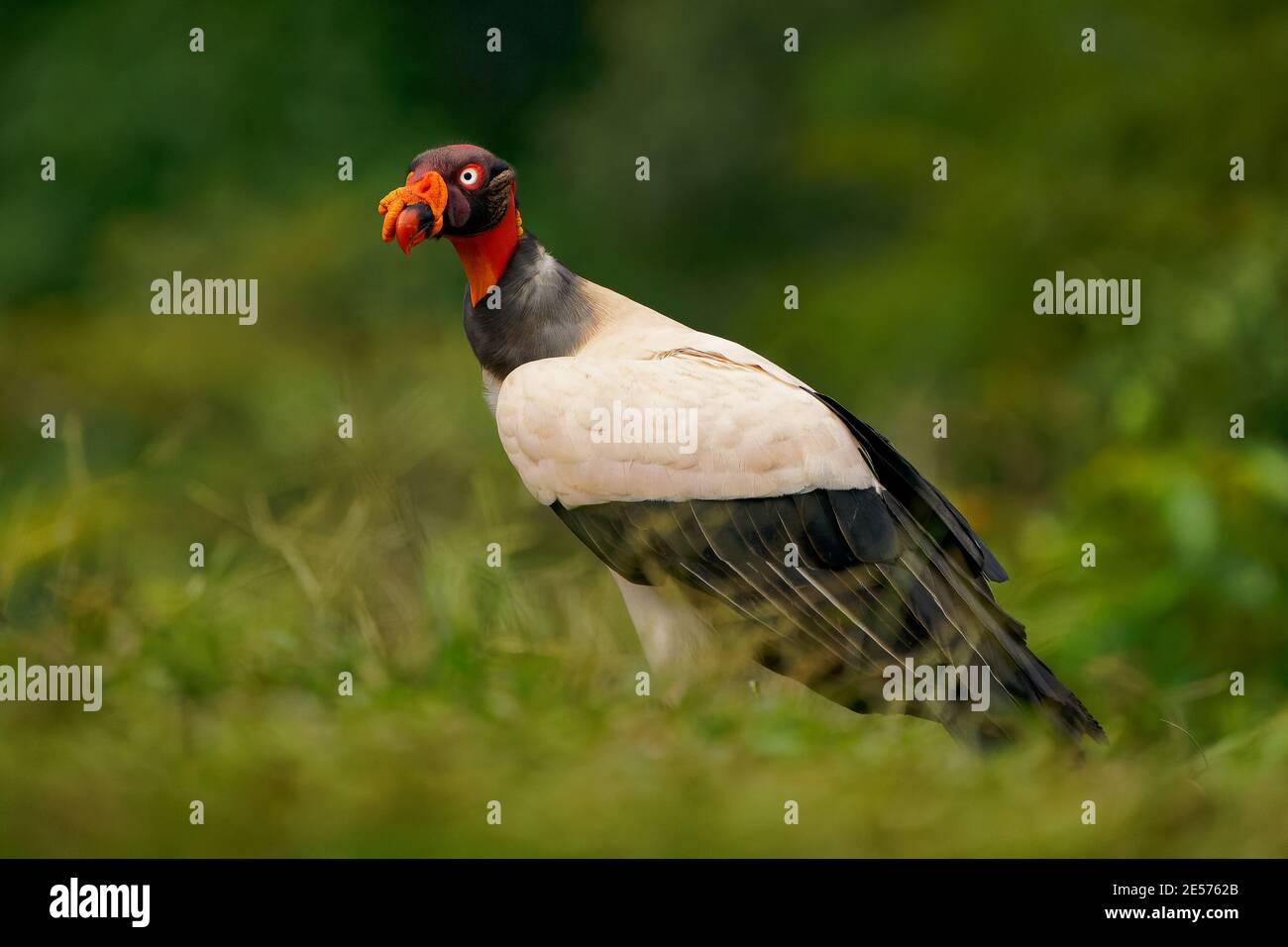 King Vulture - Sarcoramphus papa big bird of prey, New World vulture ...