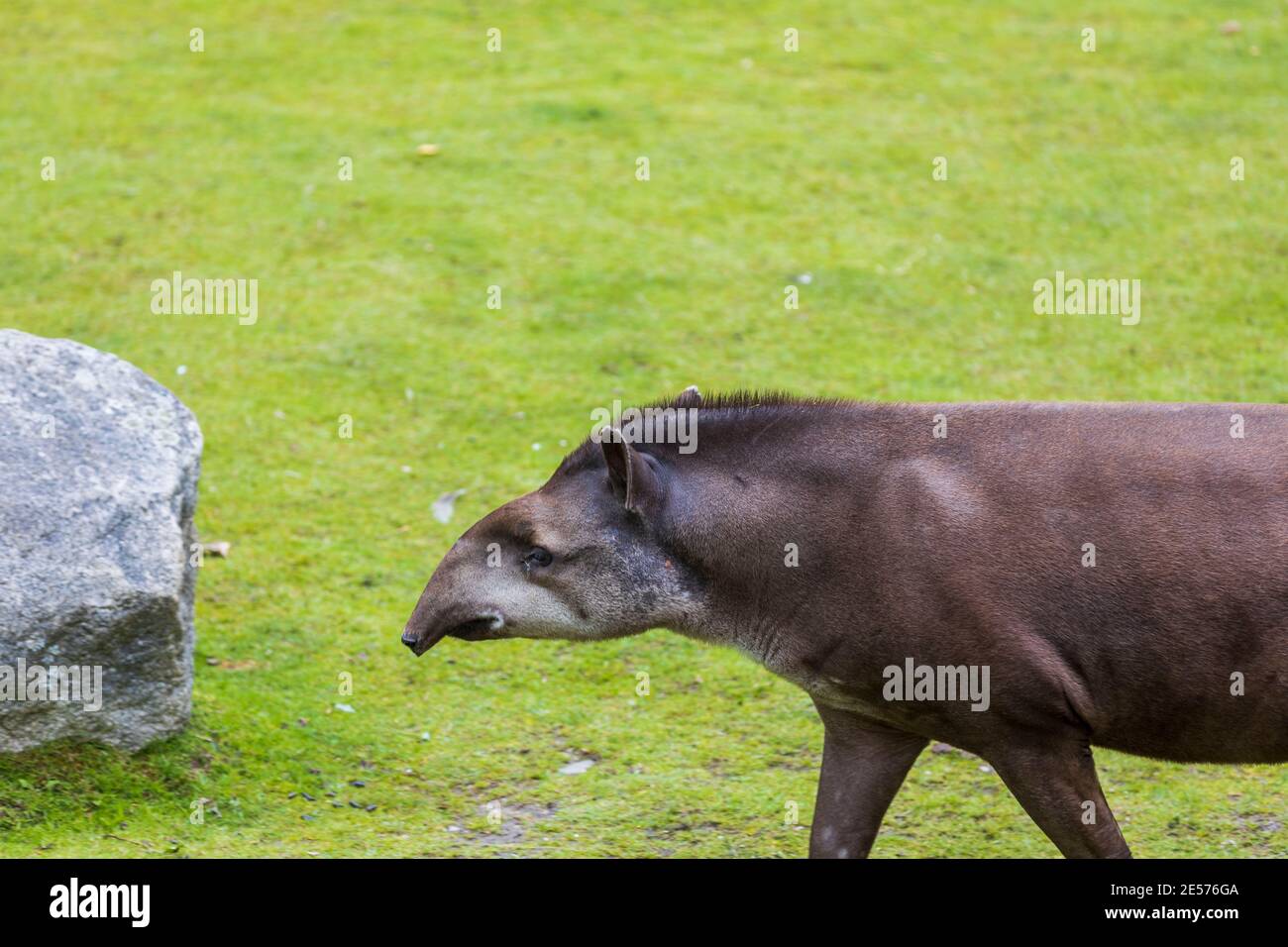 Close up view of tapir on nature. Wild animals concept Stock Photo - Alamy