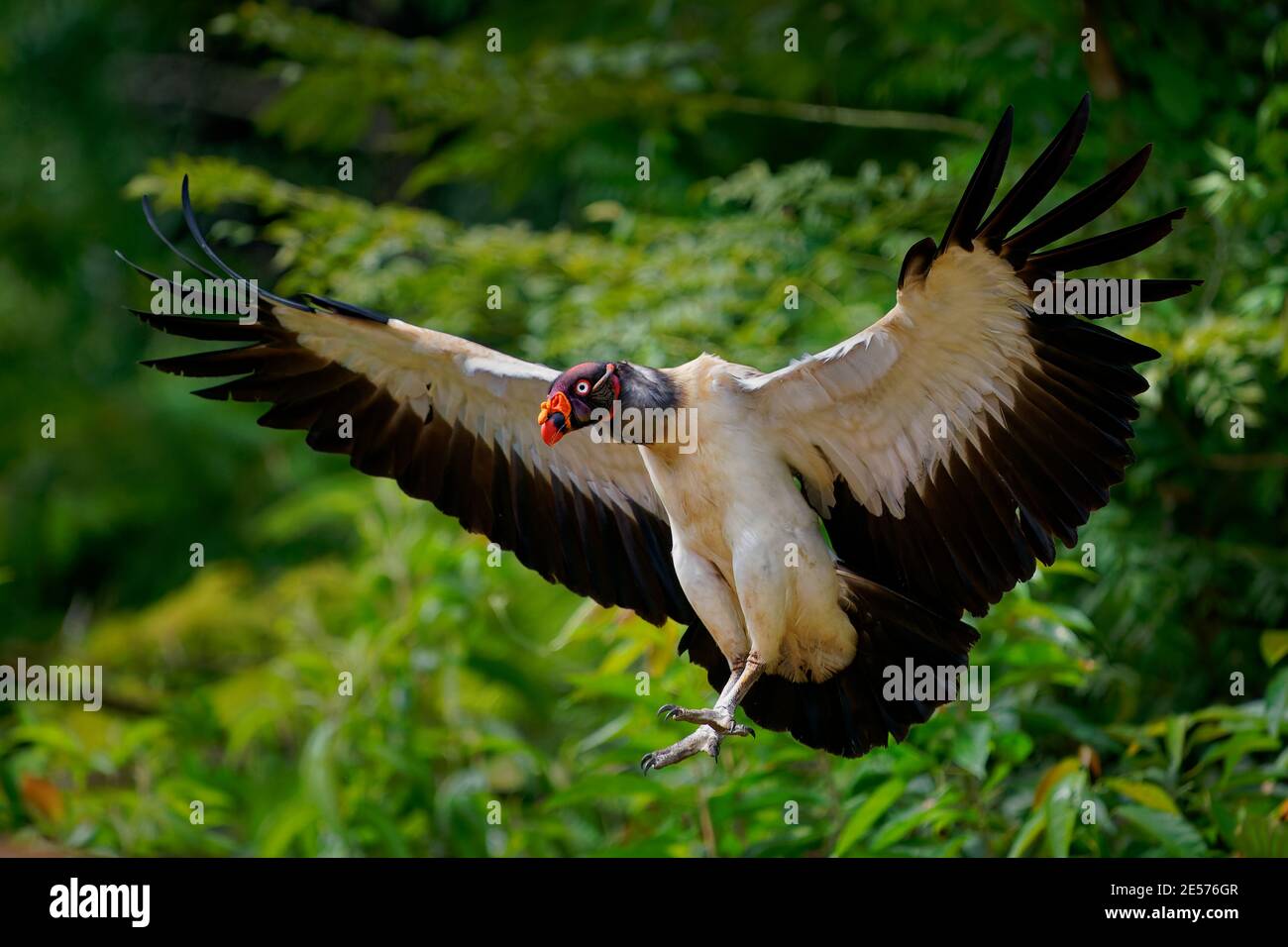 King Vulture - Sarcoramphus papa big bird of prey, New World vulture ...