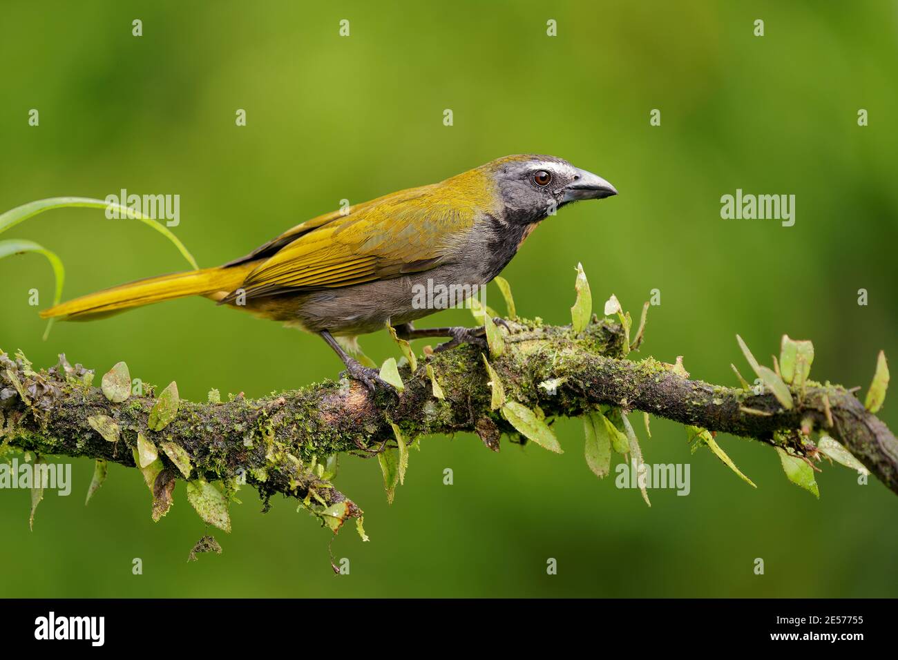 Buff-throated Saltator - Saltator maximus seed-eating bird in the ...