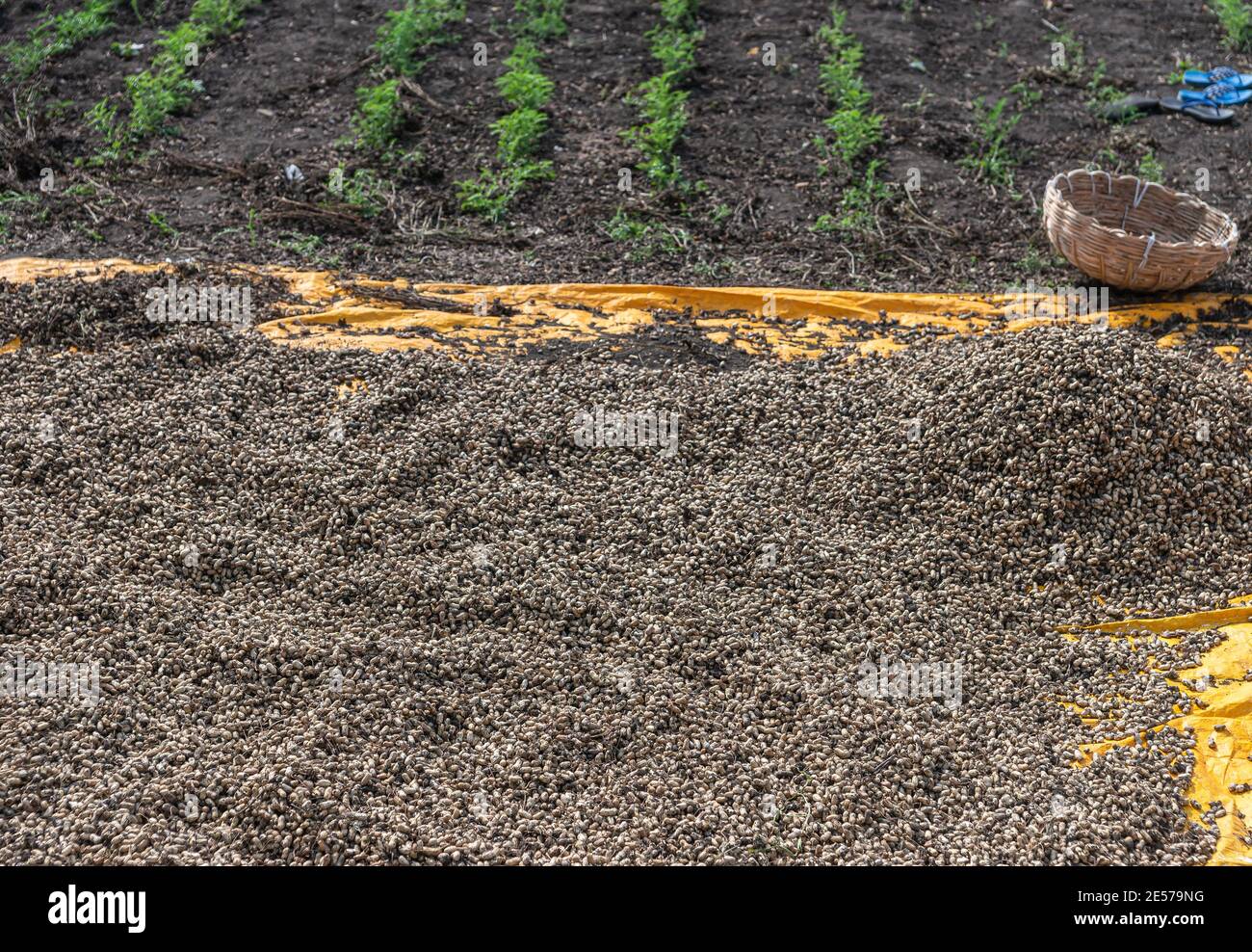 Peanut Drying High Resolution Stock Photography and Images - Alamy