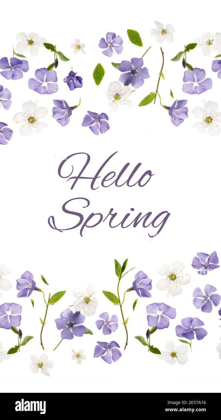 Hello spring vertical banner with beautiful periwinkle flowers and ...